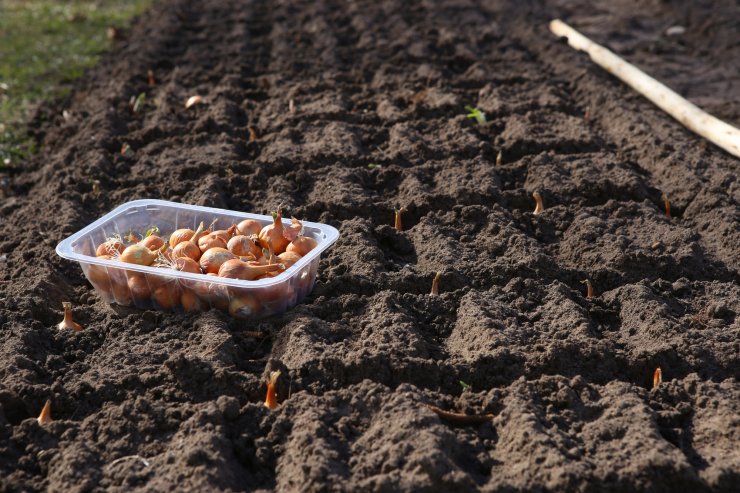 Як і коли садити цибулю навесні 2022 поради місячний календар Новости Section Ukr Net